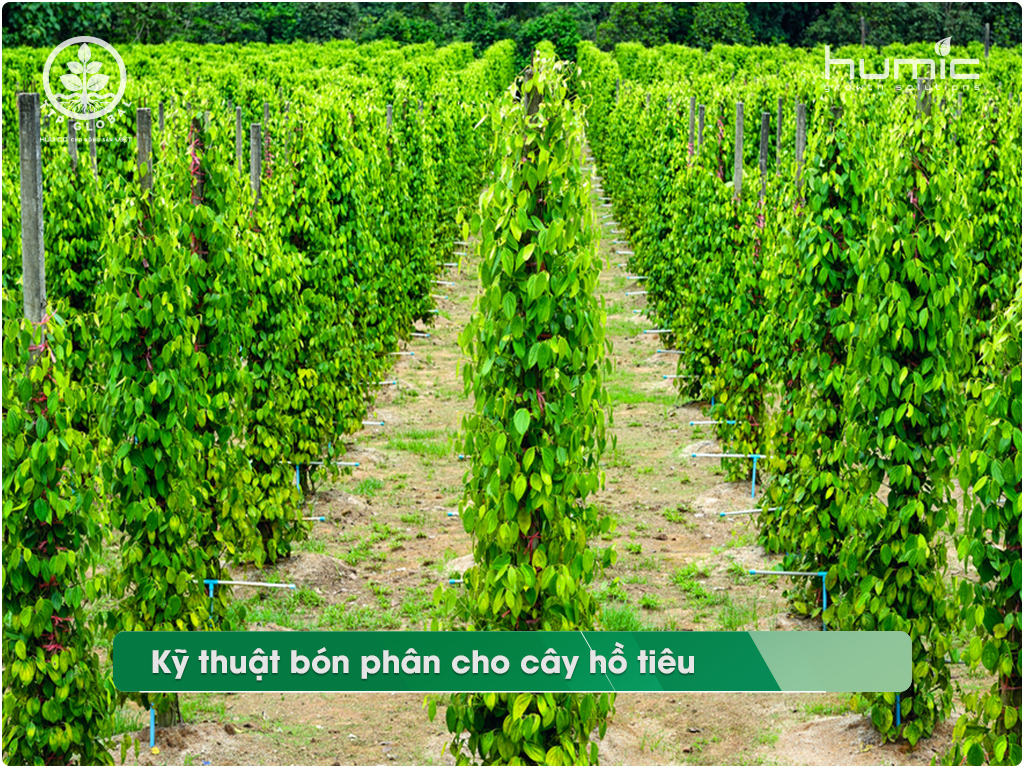 Kỹ thuật bón phân cho cây hồ tiêu giai đoạn sau thu hoạch