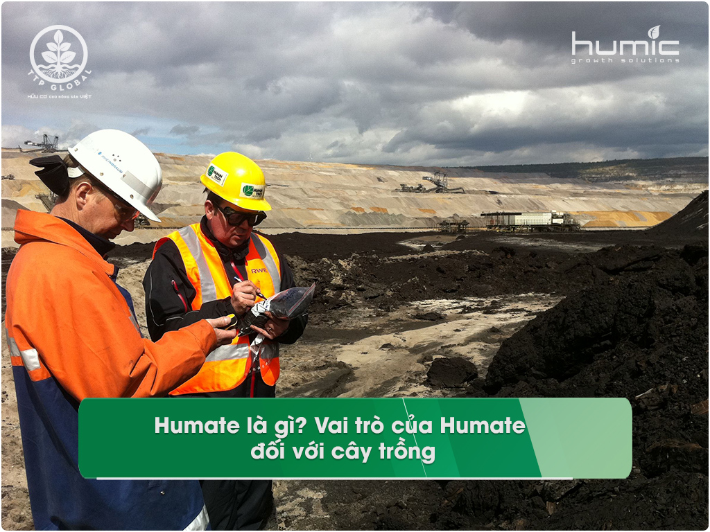 Humate là gì? Vai trò của Humate đối với cây trồng